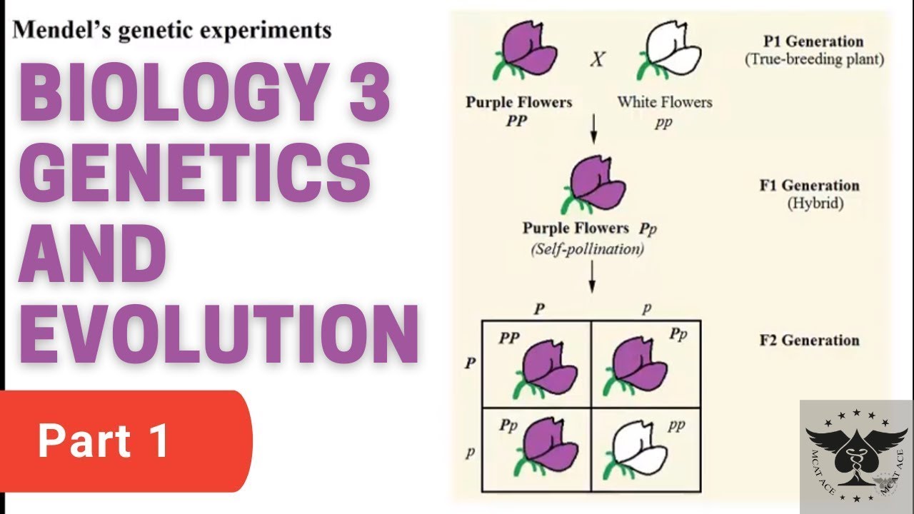 Genetics and Evolution | Biology 3 | Part 1