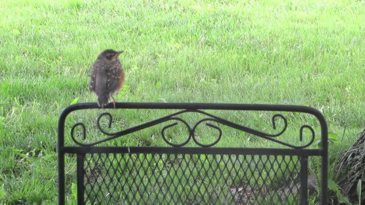 Robin fledgling and Mama bird.