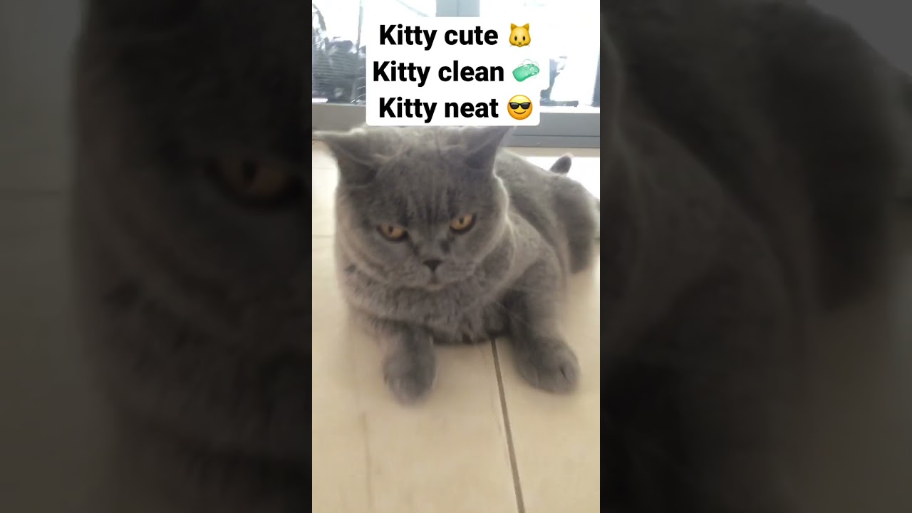 Kitty. #fyp #cutecat #abc #cba #moneypenny