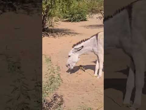 Donkey Mating Interaction #animals #mating