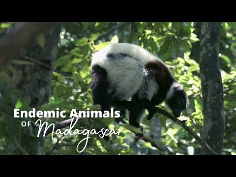 Endemic Animals of Madagascar