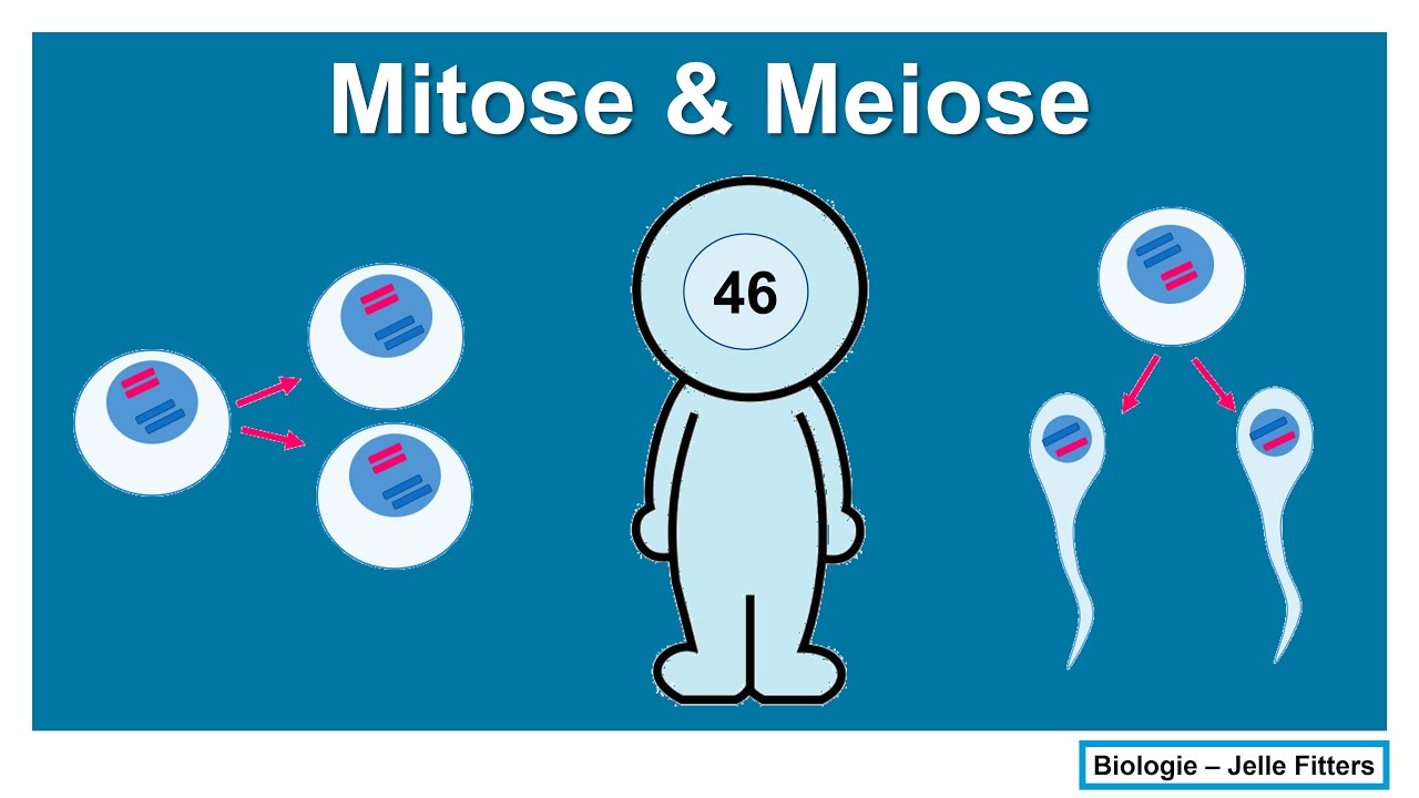 Cellen - Mitose & Meiose