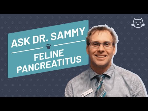 Feline Pancreatitus