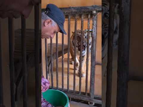 Feeding Tiger in Tiger care center Nepal 🇳🇵 #Tiger #shorts