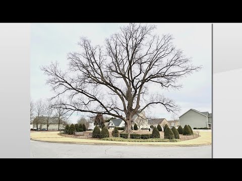 Braselton tree once known as 'largest pecan tree in the state' to be removed