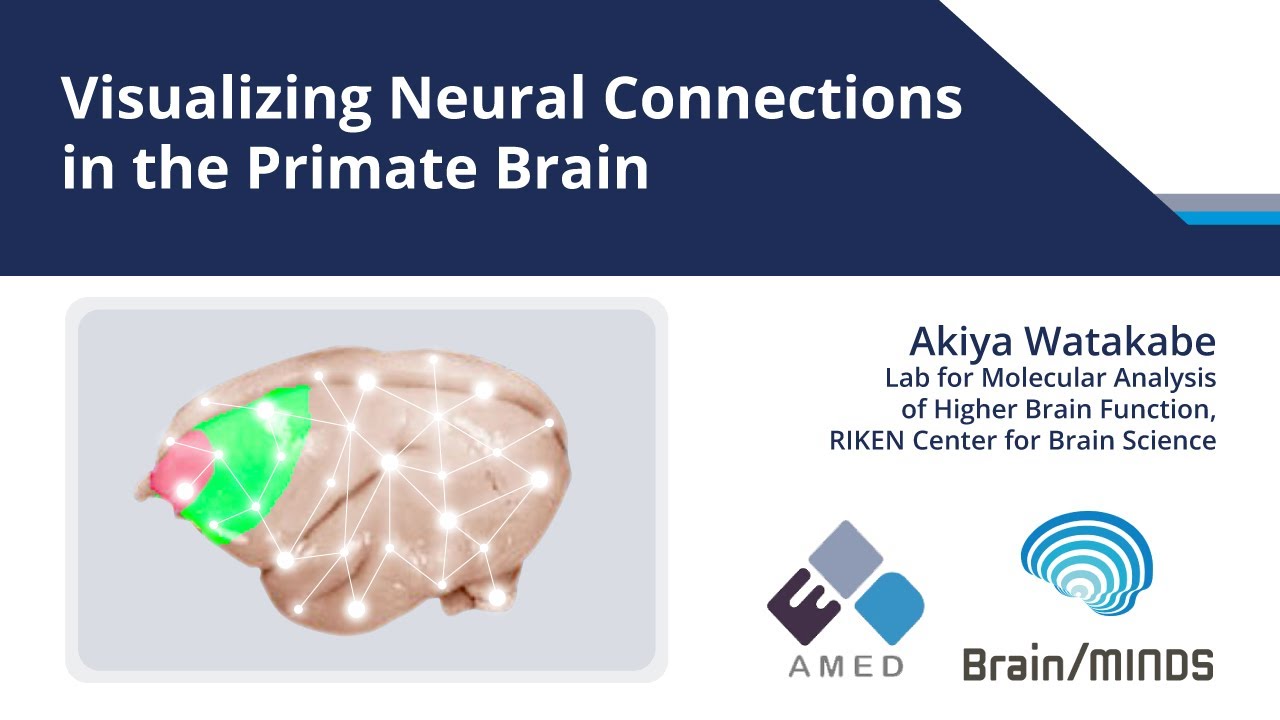 Visualizing Neural Connections in the Primate Brain