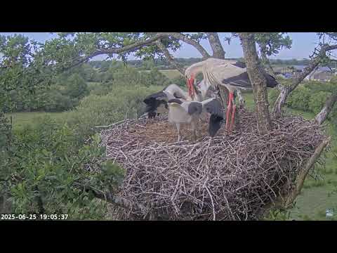 Bartek feeds two chicks