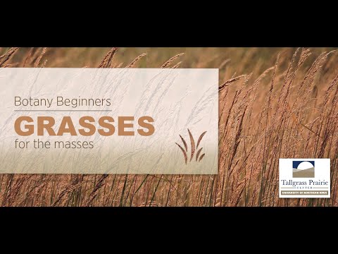 Botany Beginners: Grasses for the Masses Lecture 5