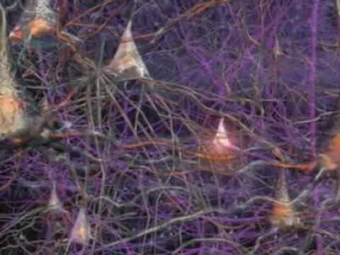 Kako funkcionišu neuroni – brainscience