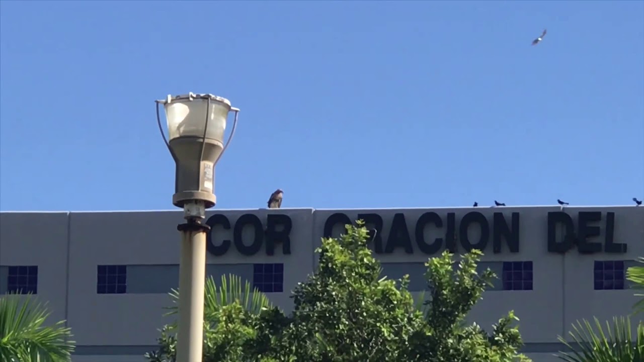 Red tailed hawk vs Greater Antillean grackle