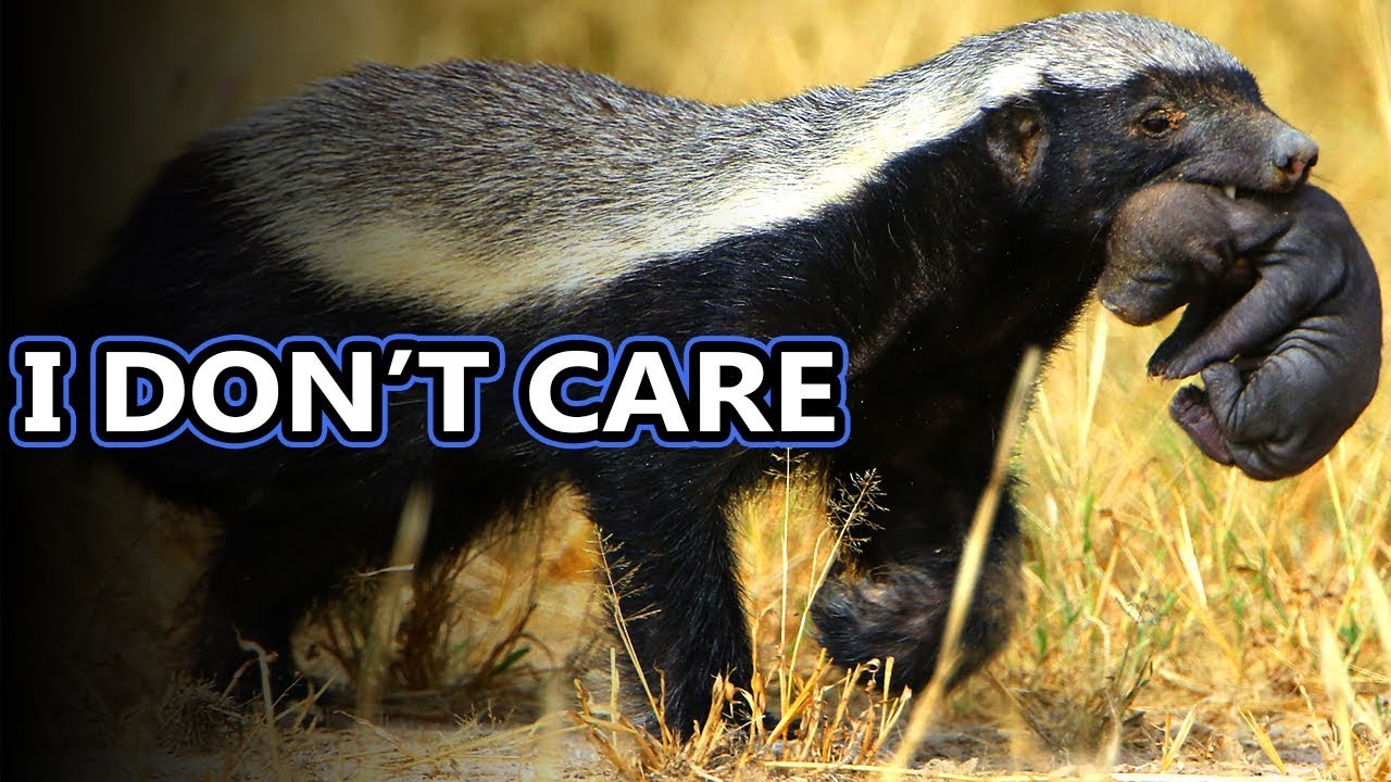 Honey Badger facts: no cares to give | Animal Fact Files