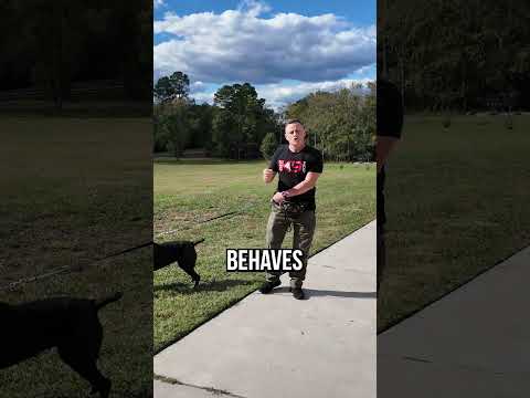 Leash-Reactive Dog? It Doesn't Have To Be That Way