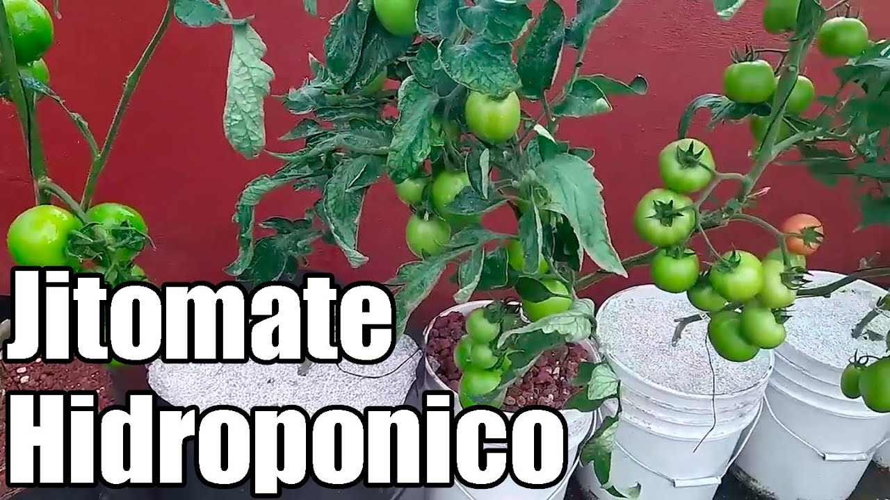 Como cultivar Jitomate Hidroponico  || Hidroponia en Sustrato || Tomate Jitomate || Bananafabric