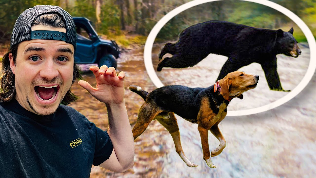 Chasing a BEAR through a RIVER with our Dogs!