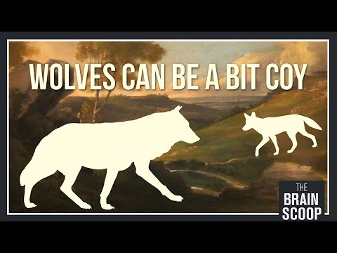 Wolf problems in North America | Natural History