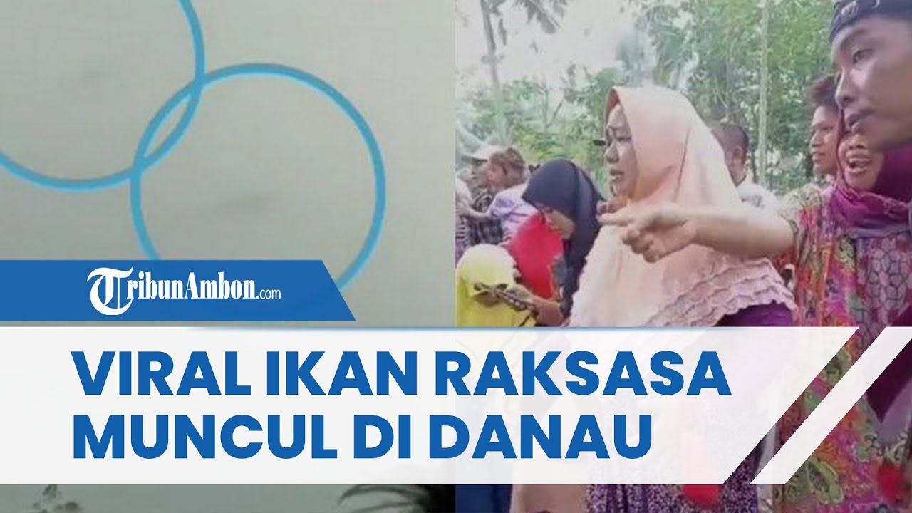 Viral Ikan Raksasa Misterius Muncul di Danau Pakis, Bikin Heboh Warga ...
