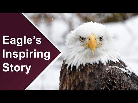 Motivational Story of an Eagle - Change for Survival