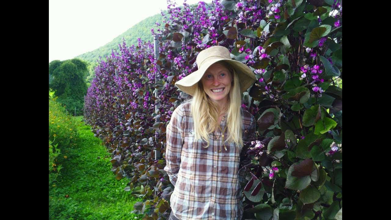 Easy to Grow Hyacinth Beans (Jefferson loved them and so do we)
