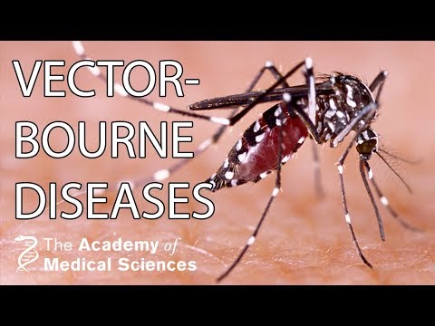 Collaborating for new tools against vector-bourne diseases | Professor Janet Hemingway