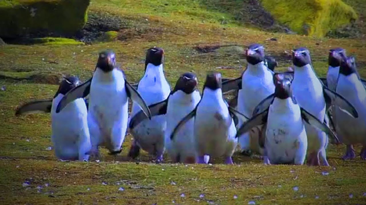 Best of Funny Penguins 😊🐧 Funny And Cute Penguins (Full) [Funny Pets]