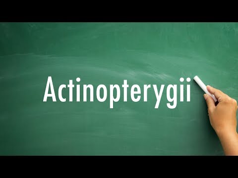 How Do You Pronounce Actinopterygii