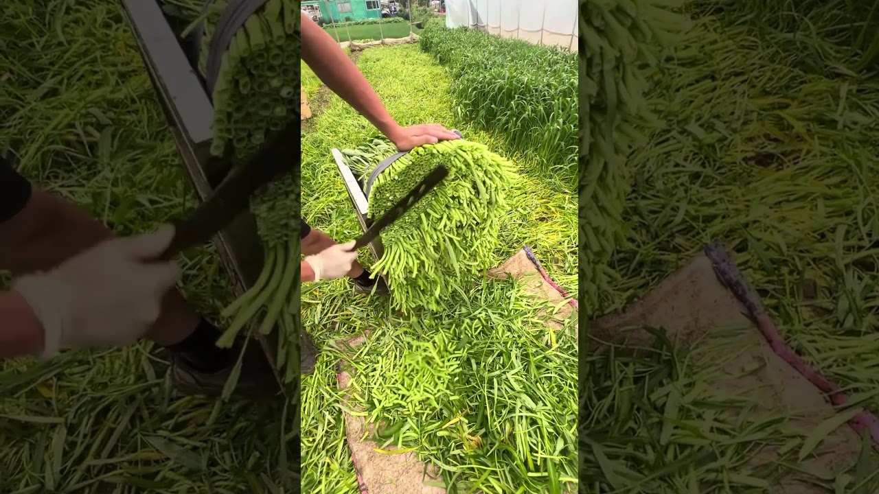 RT 40425001820 mini rotary tillage and ridging all-in one tree 🌲 short view