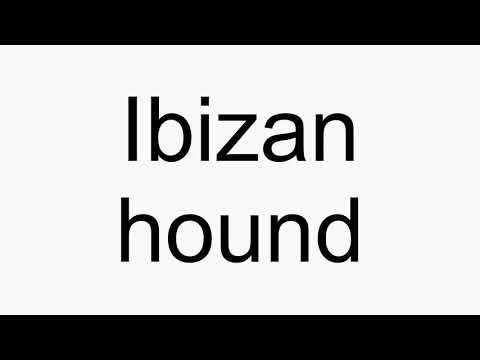How to pronounce Ibizan hound