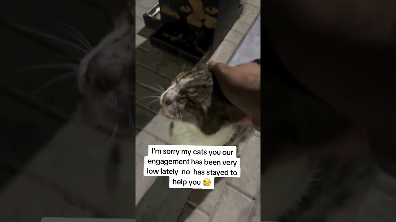 don't scroll please help press the four buttons and donate link in bio if able to help