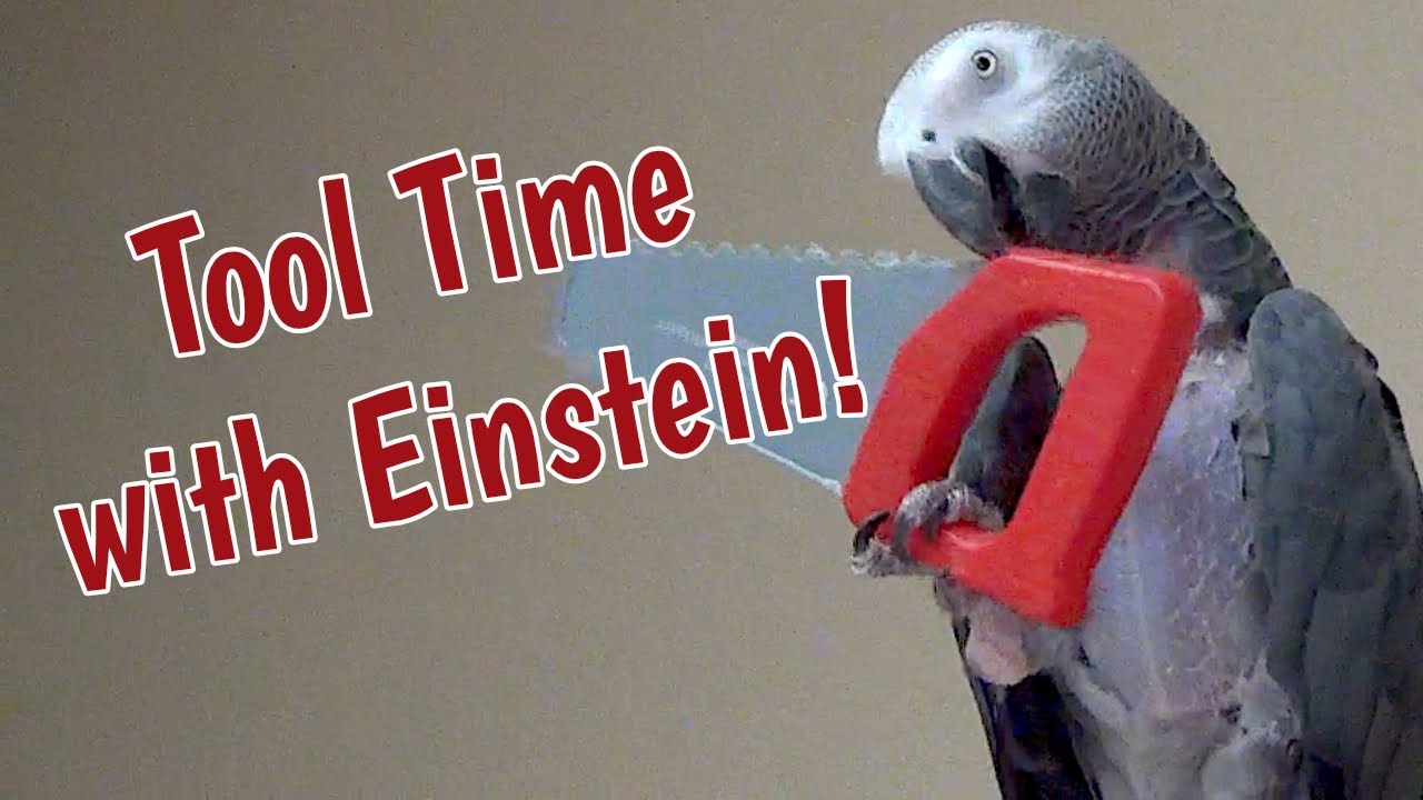 Tool Time with Einstein