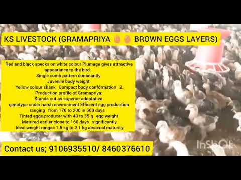 Vanaraja Chicks - Wholesale Price & Mandi Rate for Vanaraja Multi ...