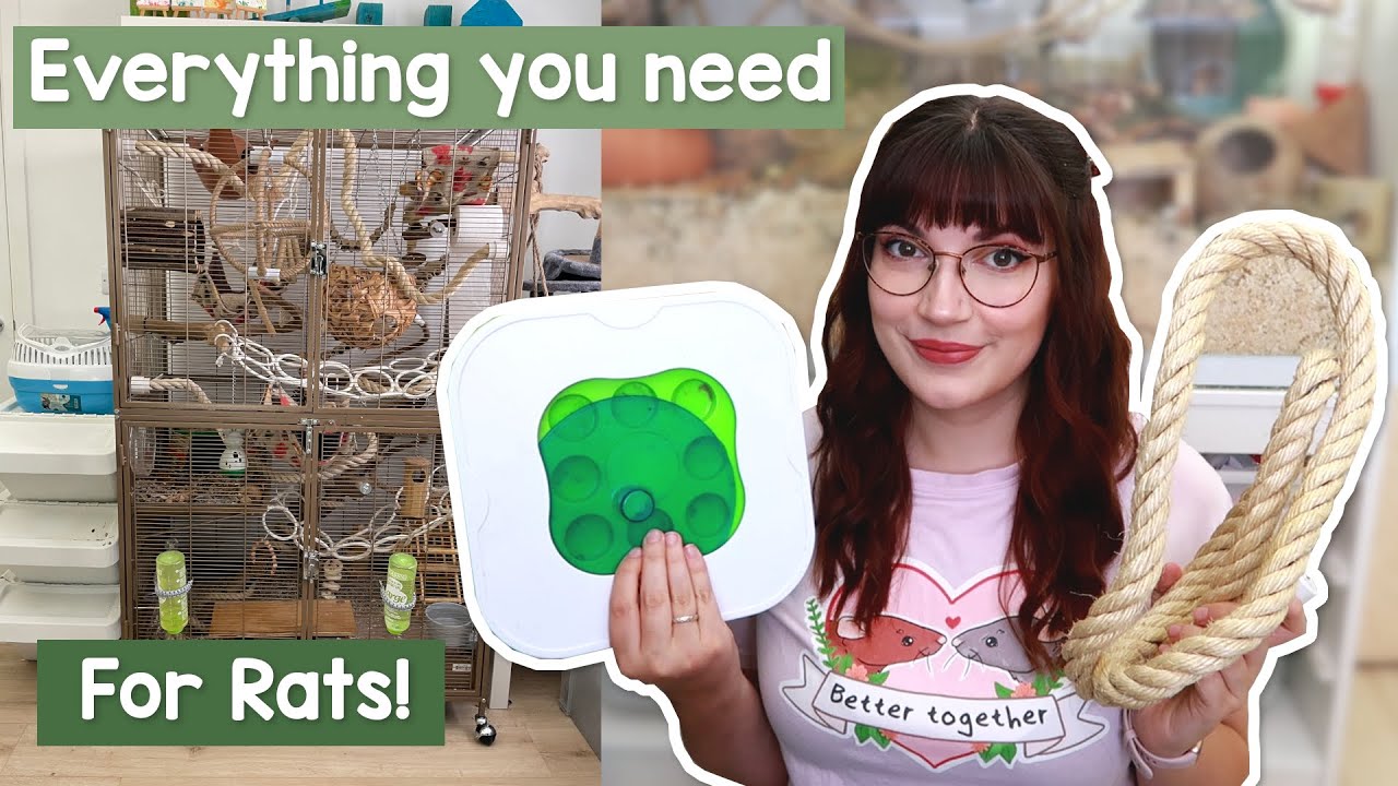 EVERYTHING you need for pet Rats