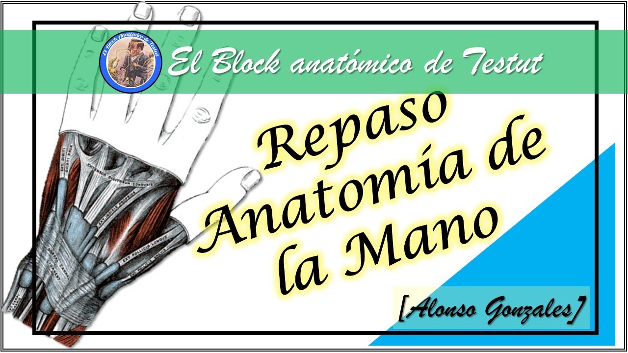 REPASO #01 ANATOMÍA DE LA MANO