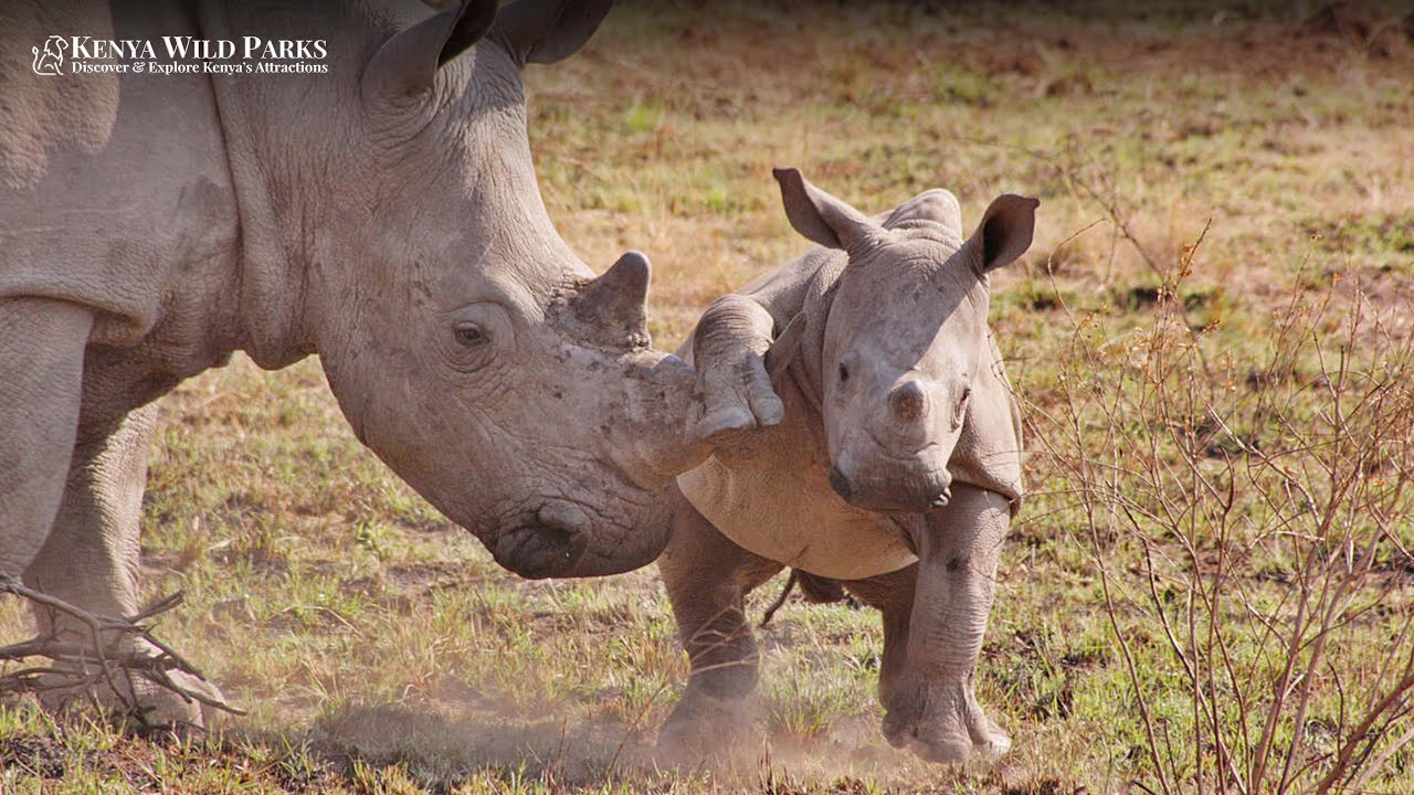 What are Some Important Facts About White Rhinos?