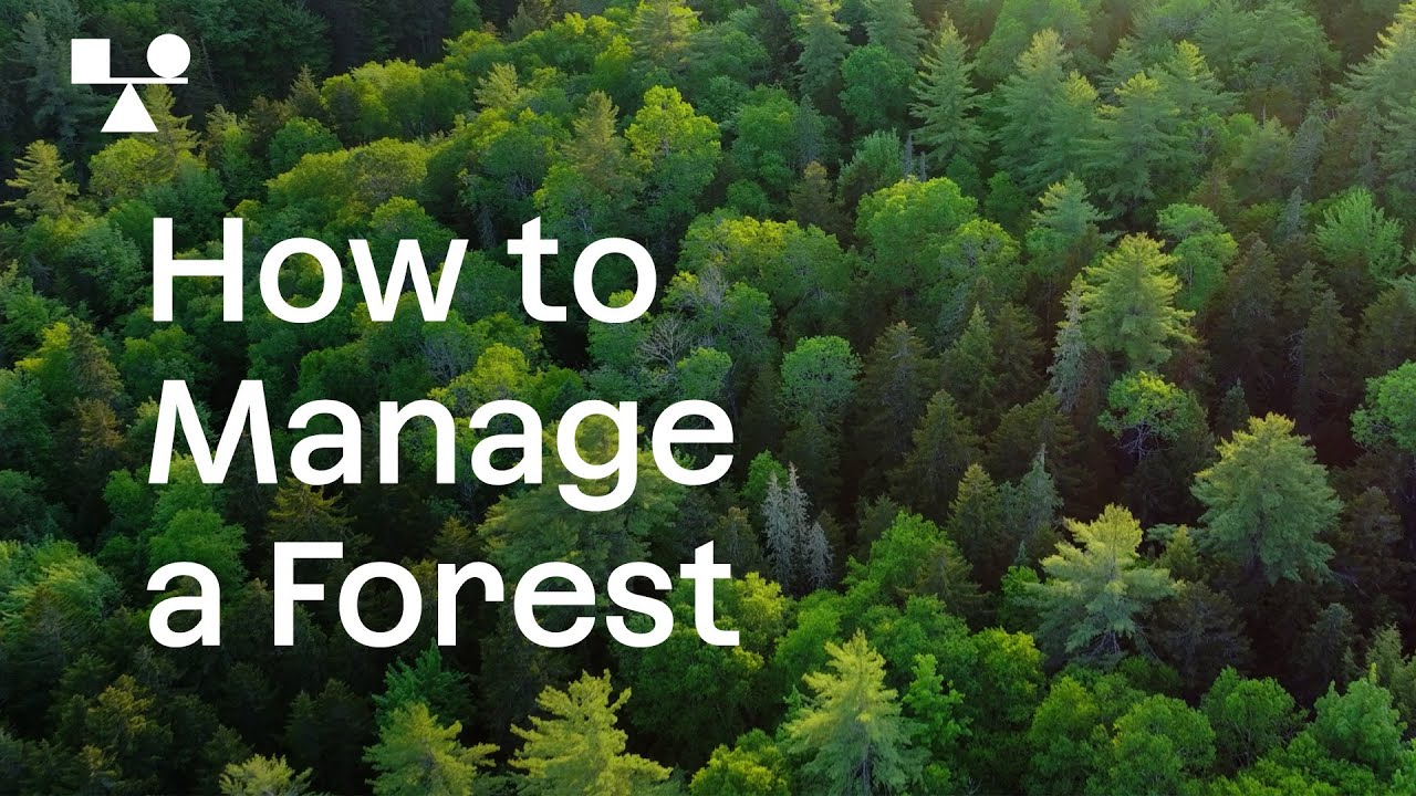 Sustainable Forest Management: Balancing Timber and Carbon Storage