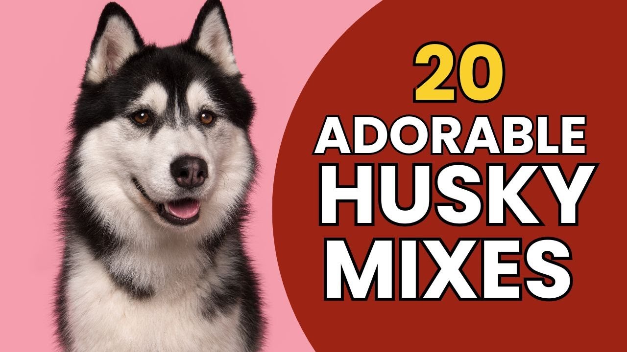 20 Adorable Husky Mixes You’ll Fall in Love With!