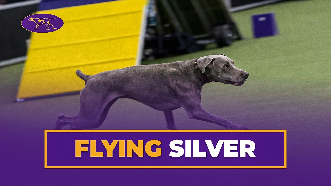 Sterling the Weimaraner Wins the 24
