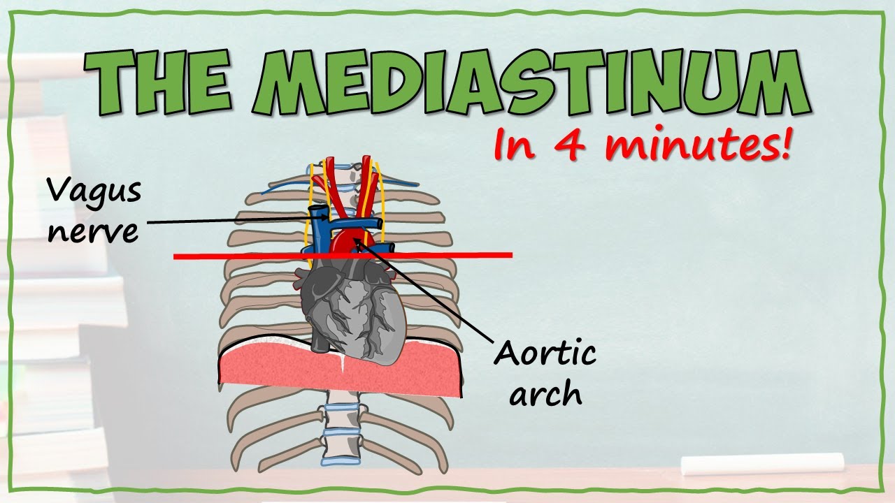 The Mediastinum