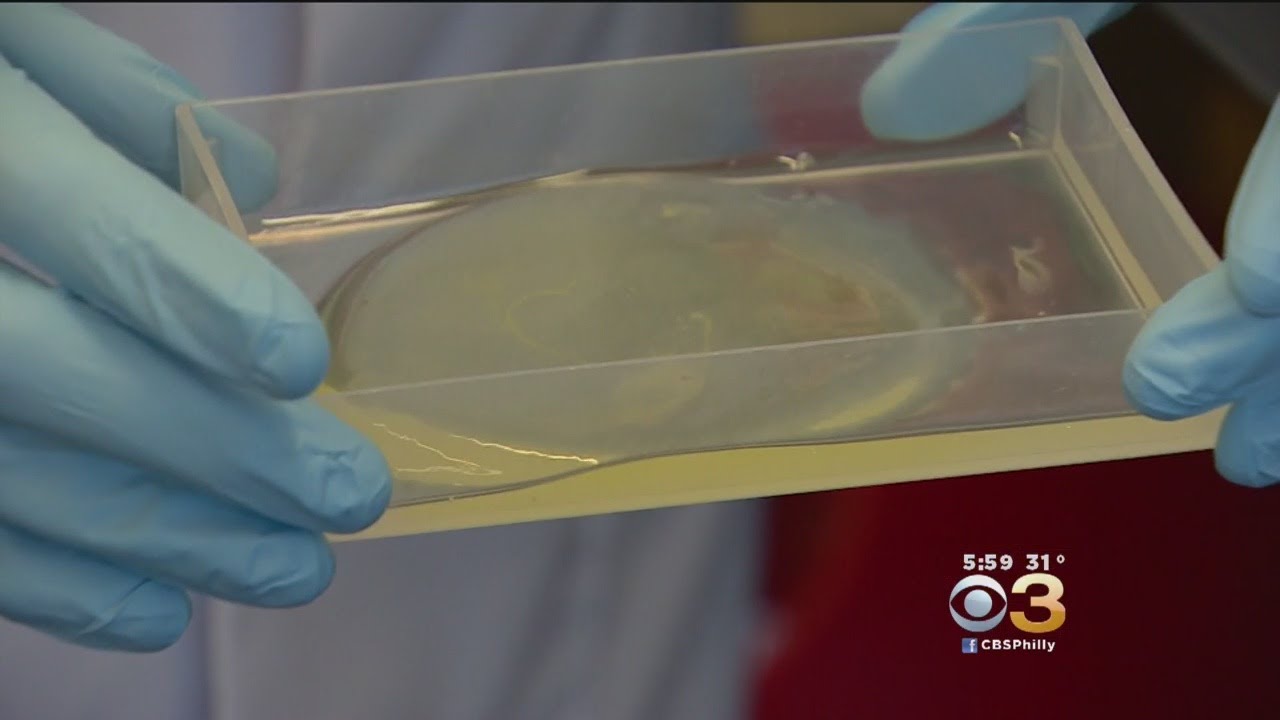 Scientists: Genetically Modified Chickens Laying Eggs Containing Cancer-Killing Drugs