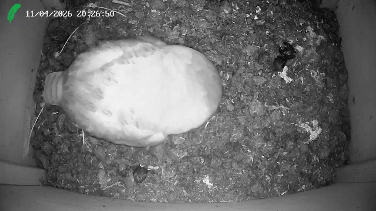 Barn owl nest box, Betty lays her second egg