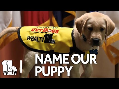 Name our new Puppy with a Purpose