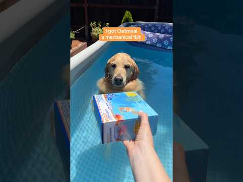 Everyone please welcome Swim Shady to pool time #PoolTime #SwimmingDog #FishToy