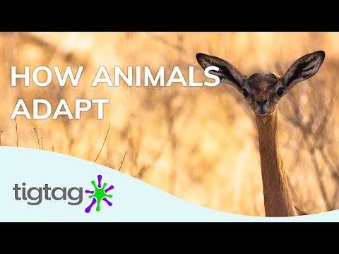 Twig Science:How Plants and Animals…: English ESL video lessons