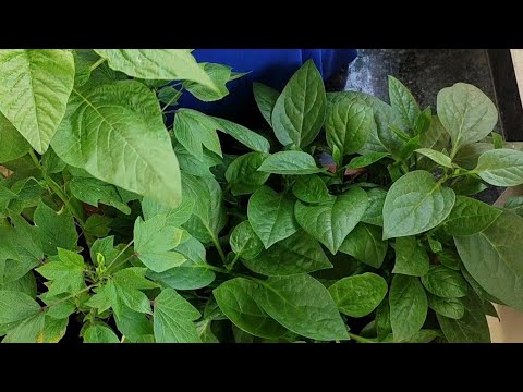 How To Grow Bachali Kura In Telugu | Malabar Spinach | How To Grow Leafy Vegetables Easily At Home