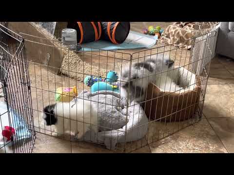 Tiny Pomeranian puppies in California