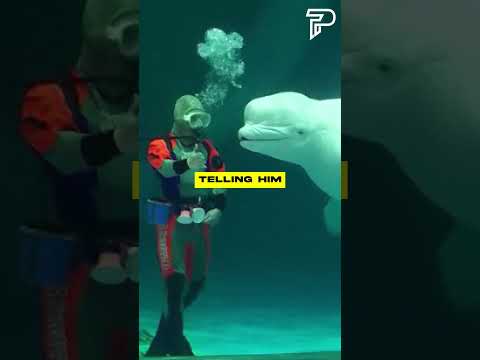 This Beluga Whale Can Mimic Human Voices