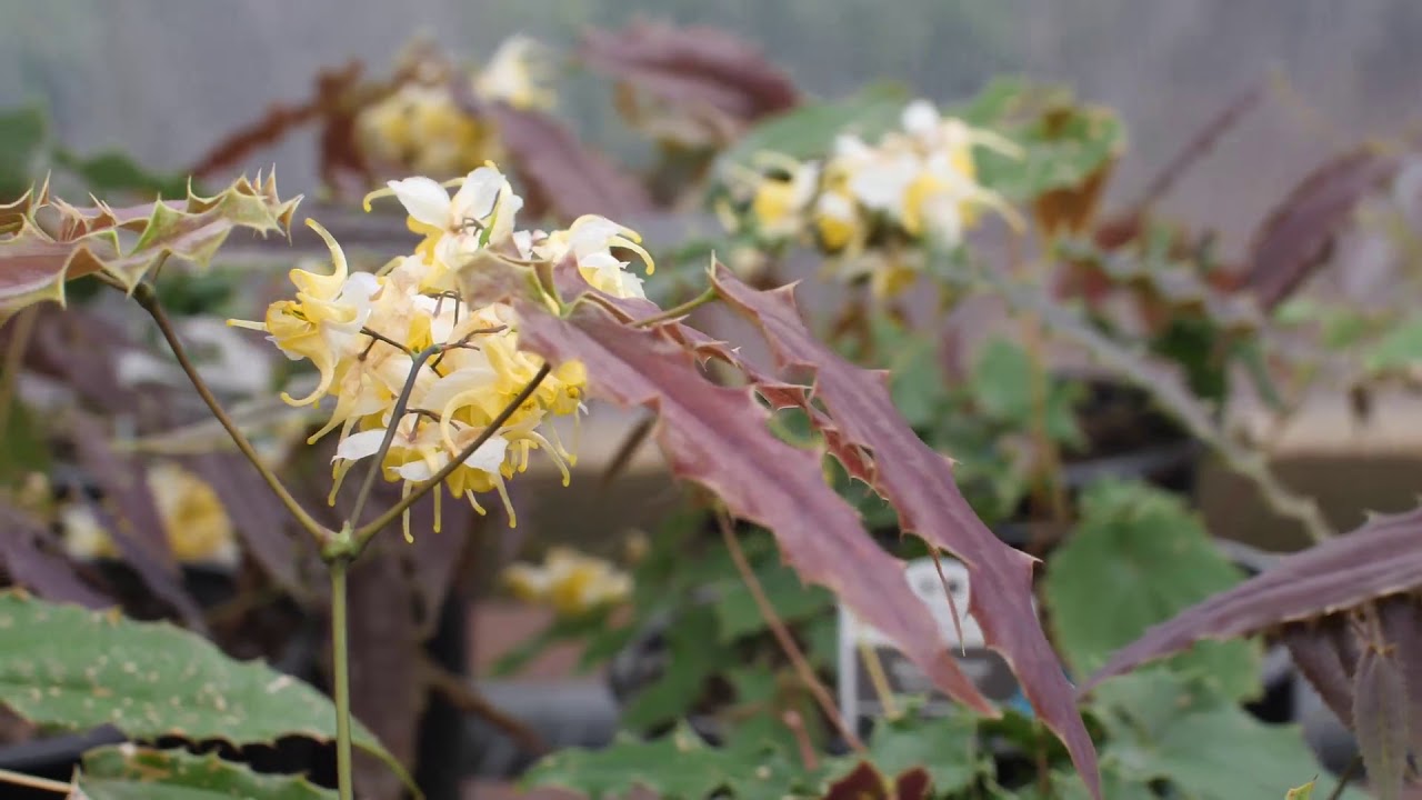 Garden Tips: Epimedium