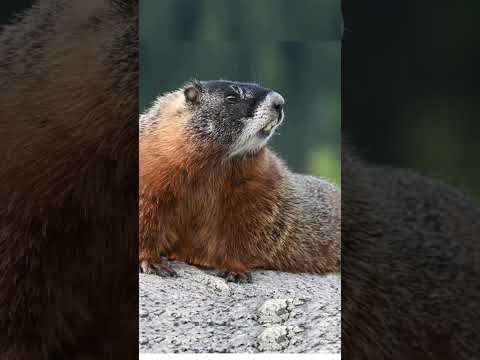 Marmot burpy burpy funny मर्मोट डकार अजीब बर्प, रुको थोड़ा, #shorts #marmots #funny #viral #fun