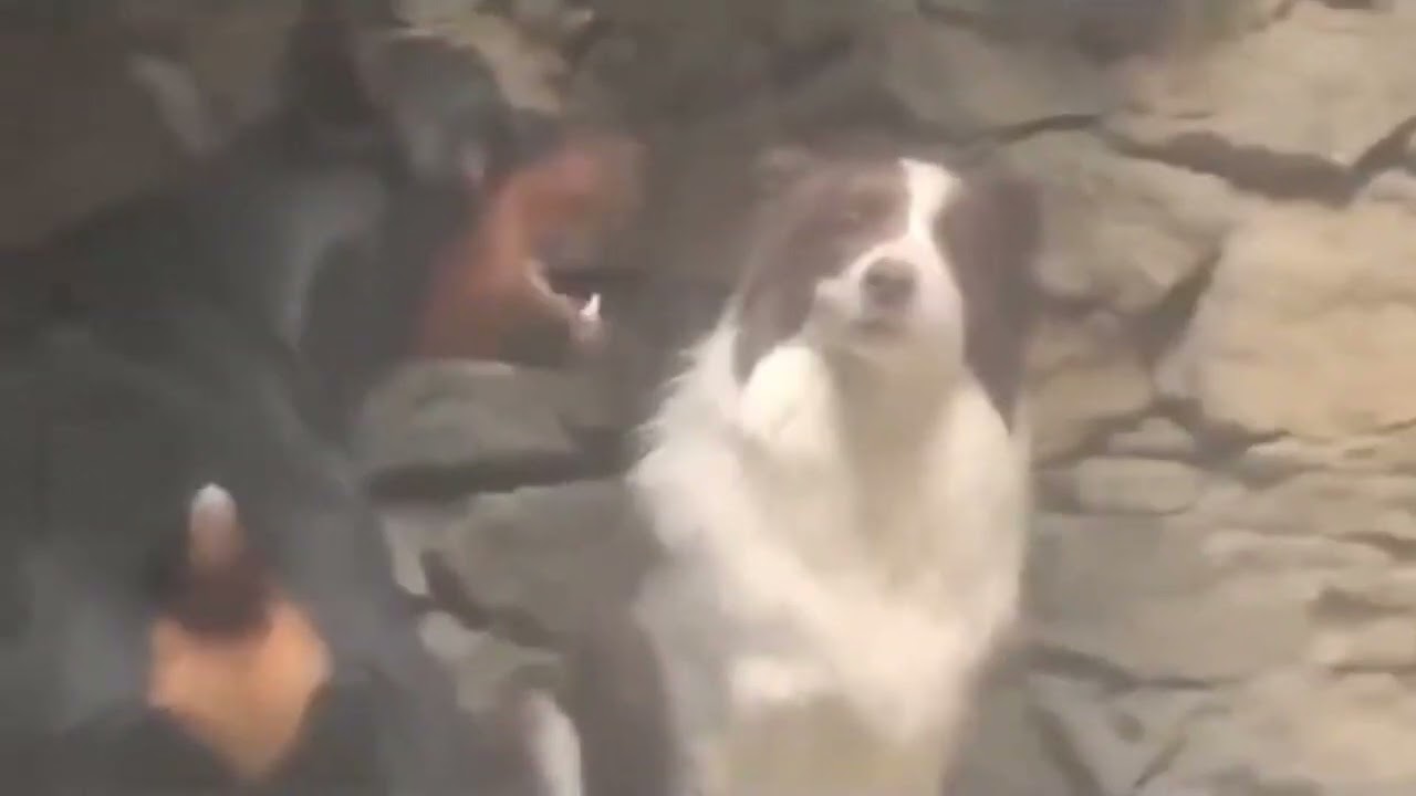 Dog Smiling While Another Barking Meme Template