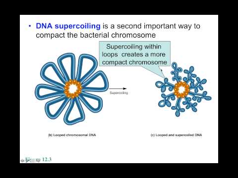 Ch12Part1 Prokaryotic DNA+Gyrase