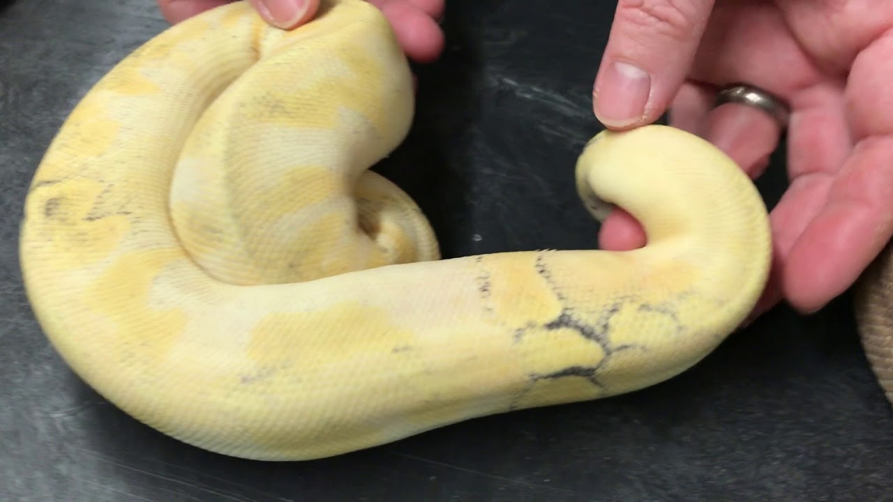 Ball Python Morphs #3  Paradox!